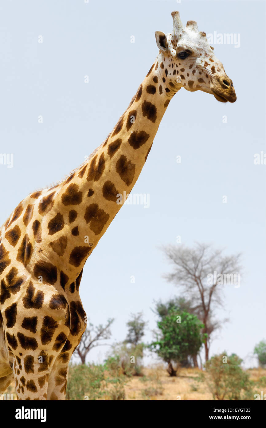 Portrait Of Giraffe; Koure Park, Niger Stock Photo - Alamy