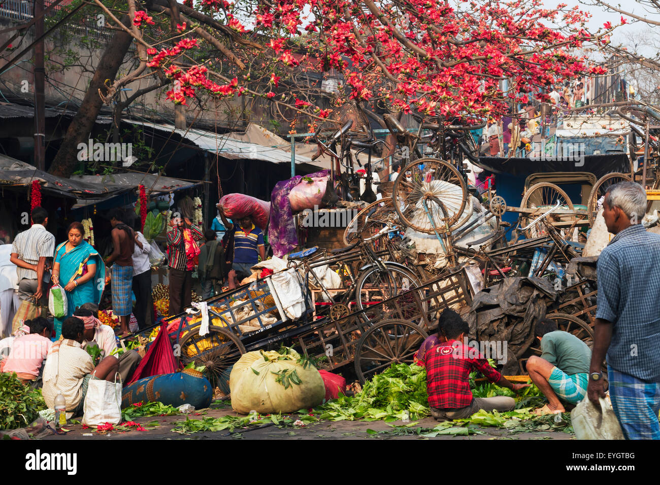 Indian flower pics hi-res stock photography and images - Alamy