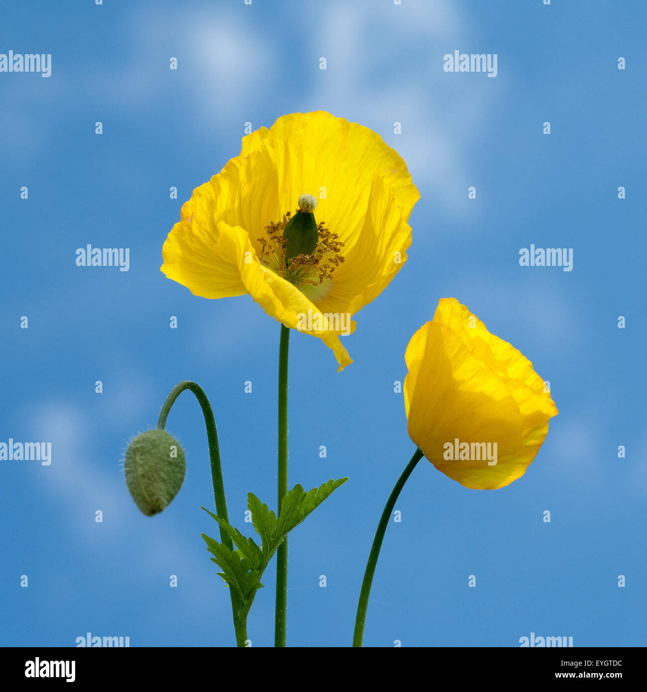 Scheinmohn, Meconopsis, cambrica Stock Photo - Alamy