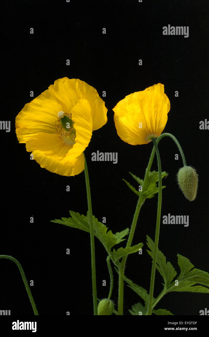 Scheinmohn, Meconopsis, cambrica Stock Photo - Alamy