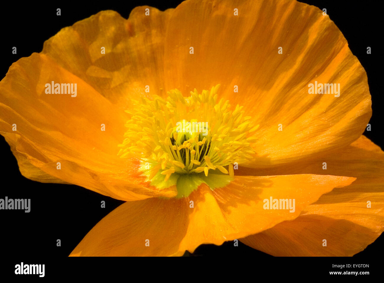 Scheinmohn; Meconopsis cambrica Stock Photo - Alamy