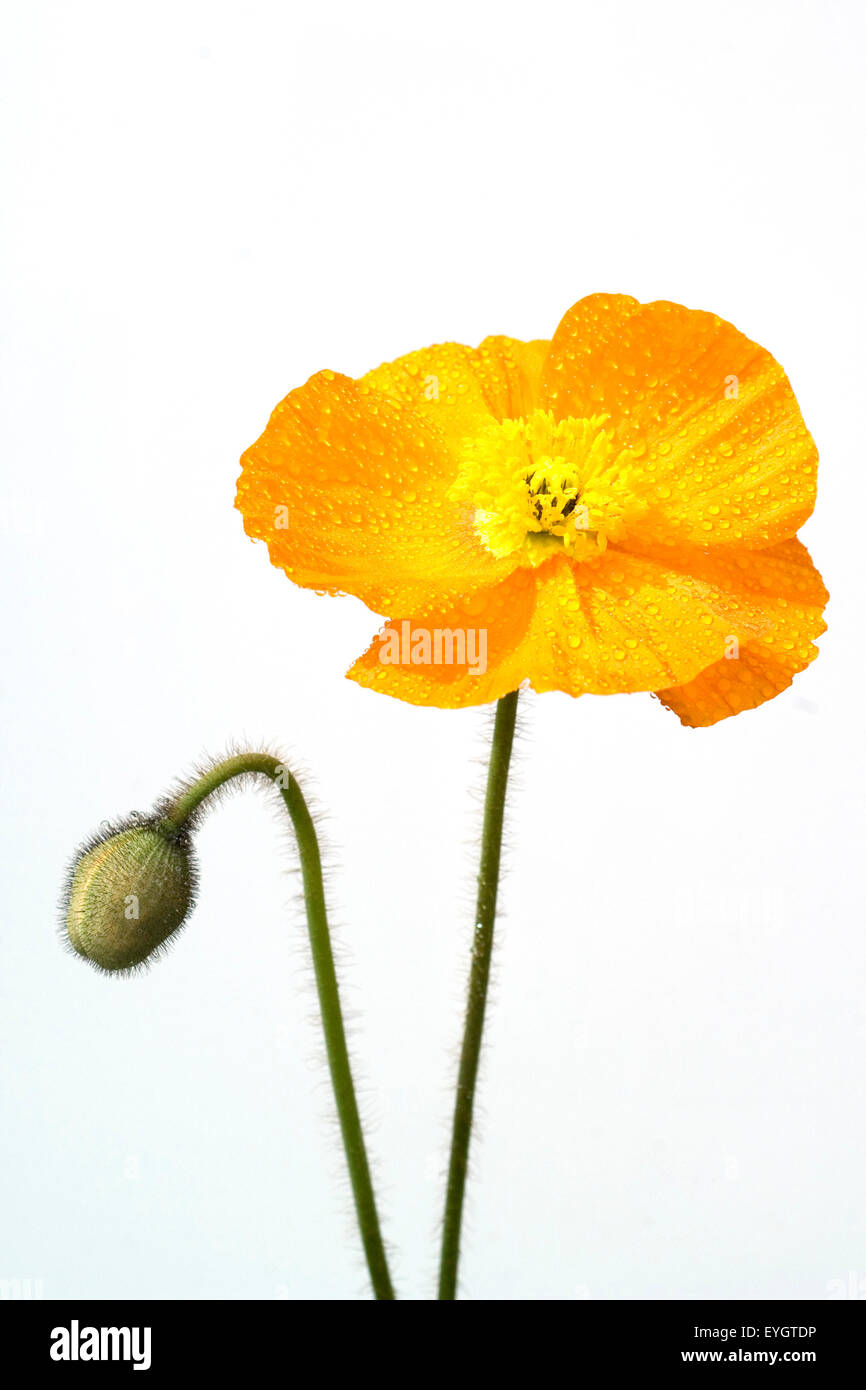 Scheinmohn; Meconopsis cambrica Stock Photo - Alamy