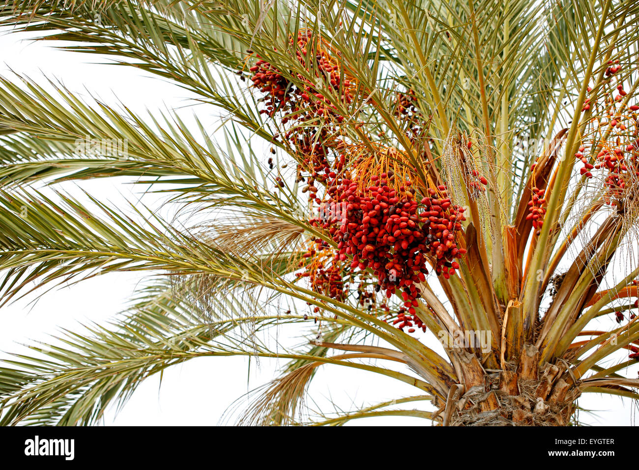 Dates hanging from a palm tree Stock Photo - Alamy