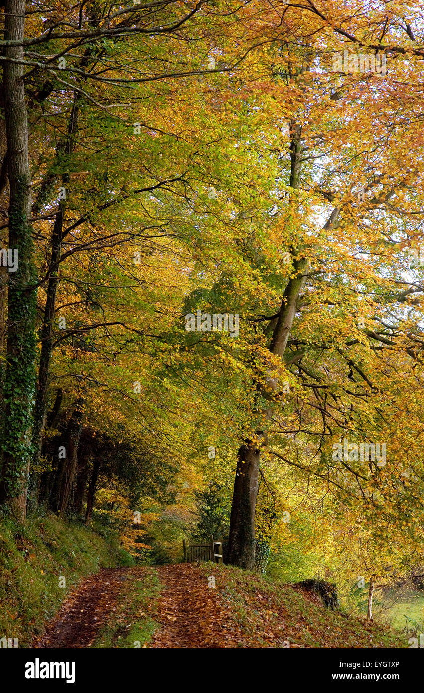 Beech trees autumn colors hi-res stock photography and images - Alamy