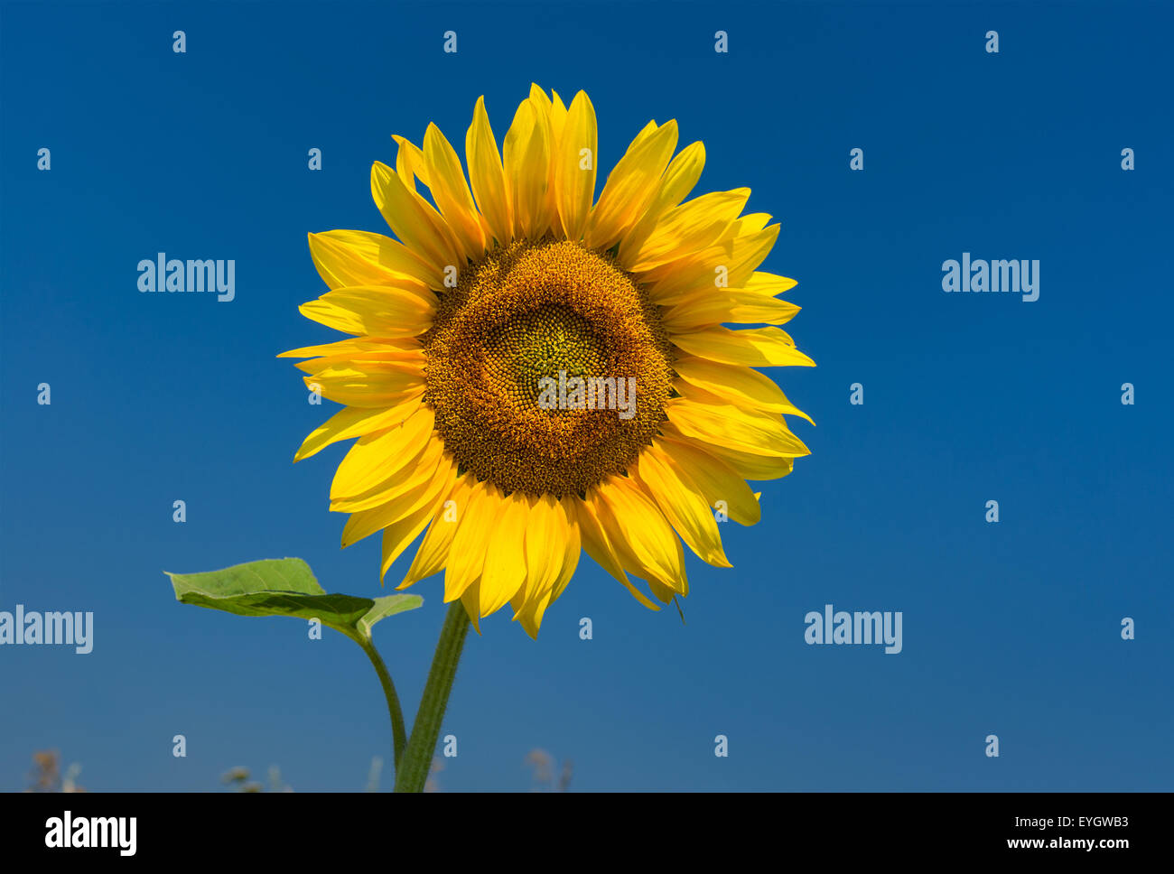 Ukrainian symbol hi-res stock photography and images - Alamy