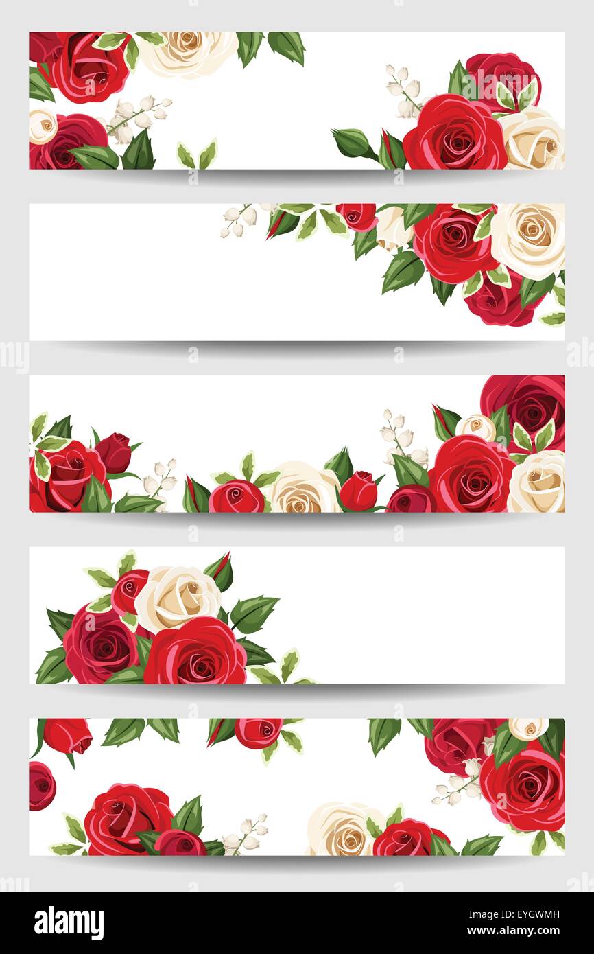 Vector banners with red and white roses Stock Vector Image & Art - Alamy