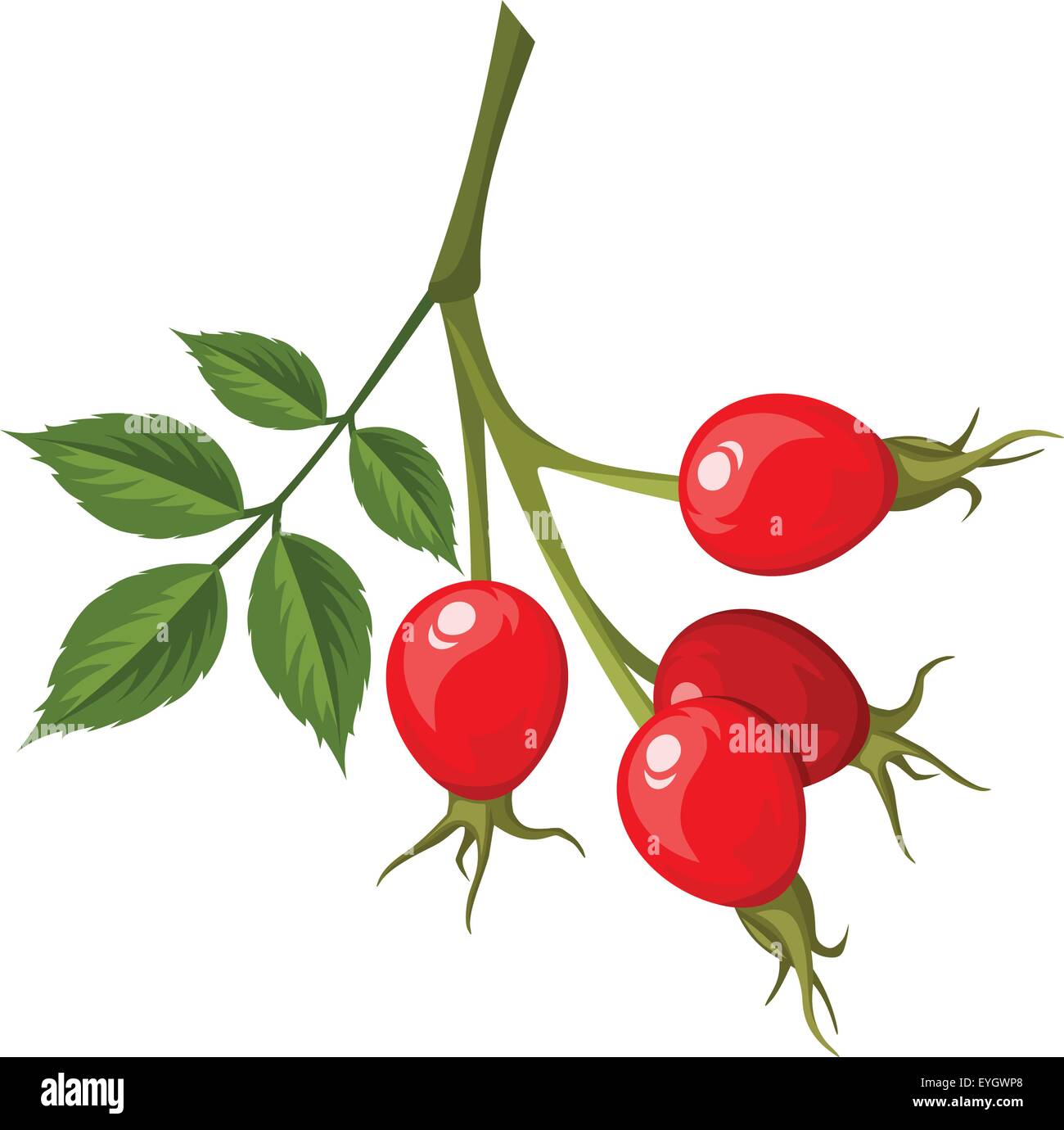 Rosehip branch leaves berries Stock Vector Images - Alamy
