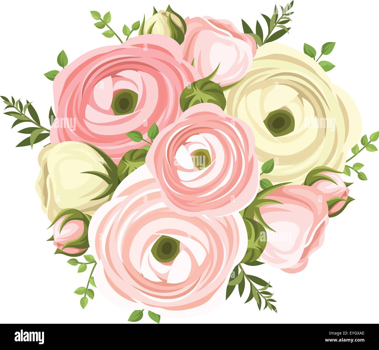Bouquet of pink and white ranunculus flowers. Vector illustration Stock ...