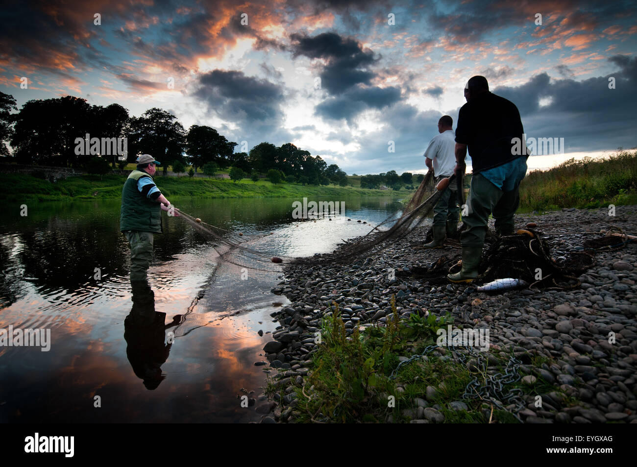 Salmon netting at Canny fishery on the River Tweed Stock Photo - Alamy