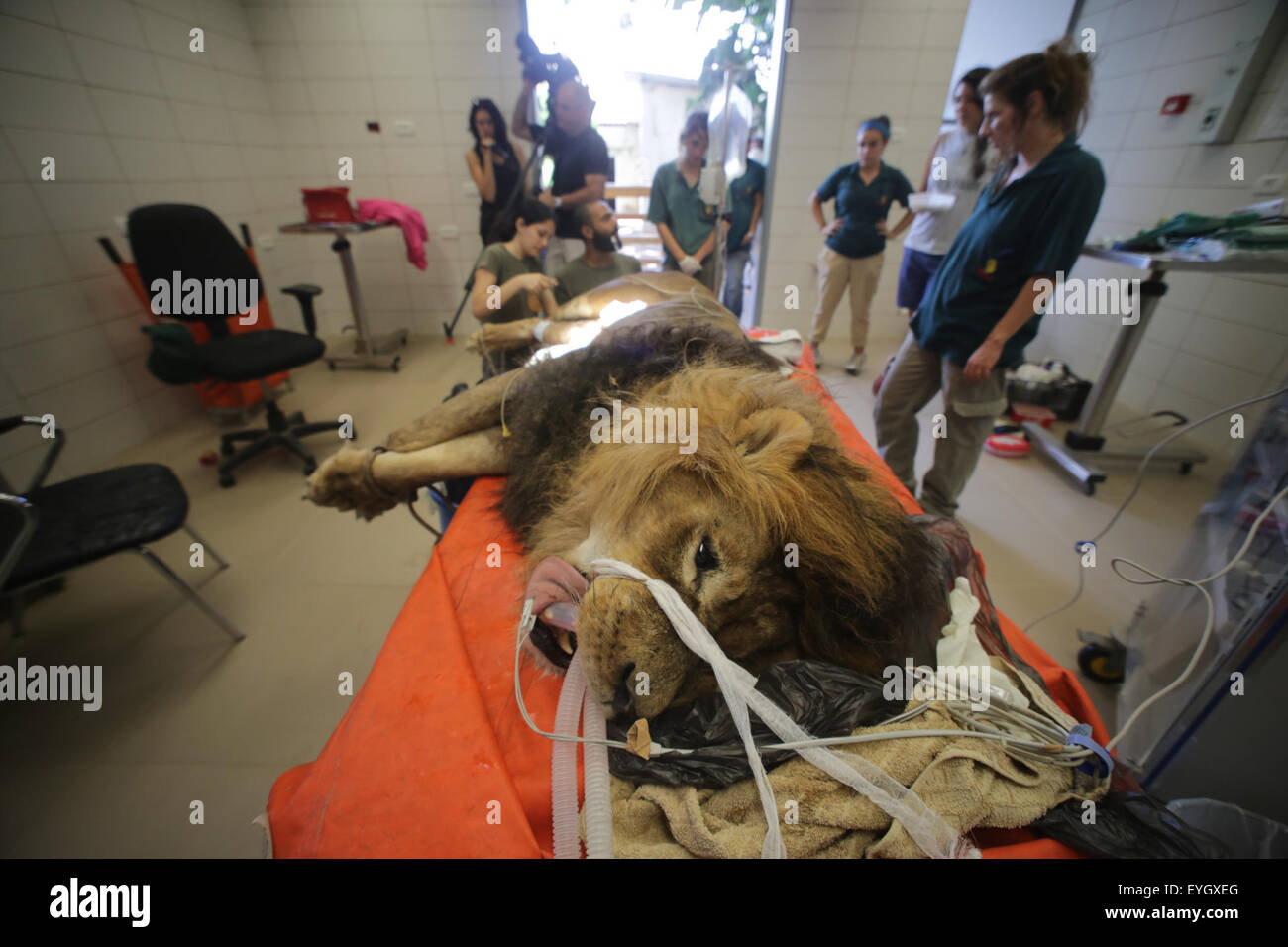 Jerusalem, Israel. 29th July, 2015. Samoan, an 8-year-old male African ...