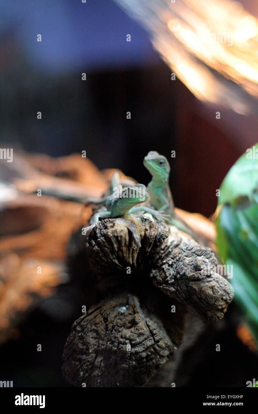 The Lizard King Stock Photo - Alamy