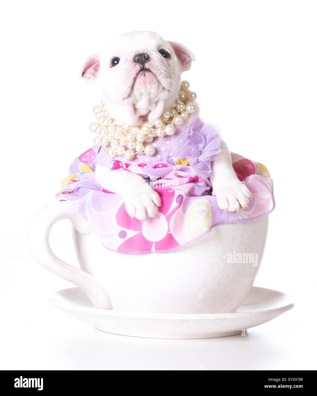 Teacup Puppy