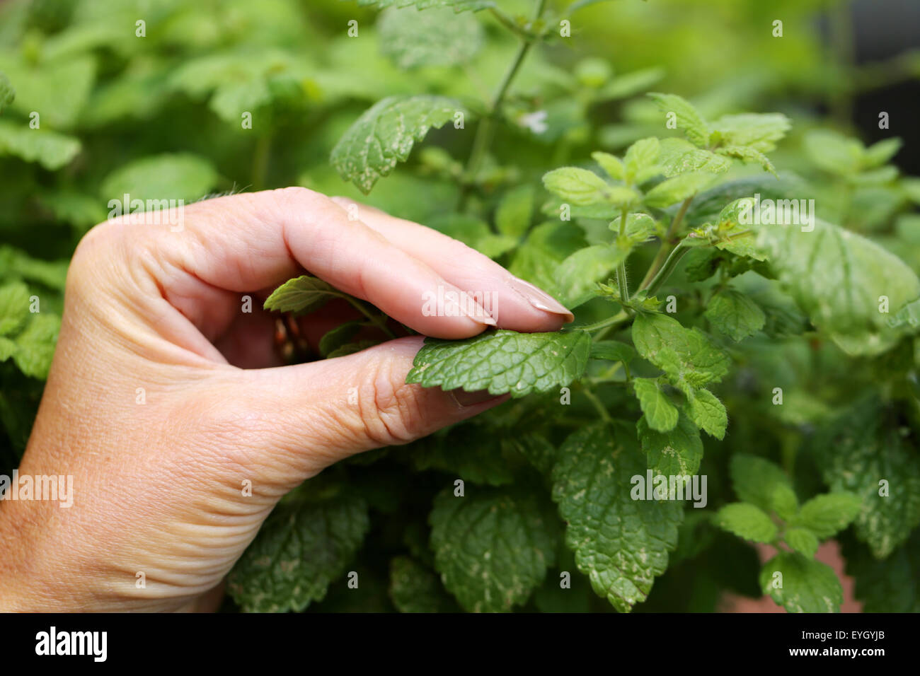 A woman rubbing the leaves of a Lemon Balm herb plant between two ...