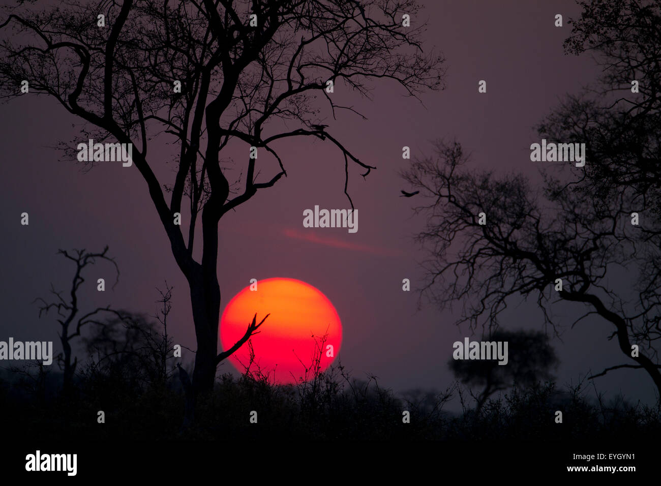 Typical african sunset hi-res stock photography and images - Alamy