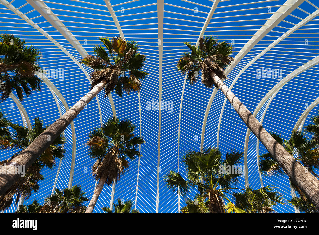 View Of Umbracle And Palm Trees In Ciudad De Las Artes Y Las Ciencias ...