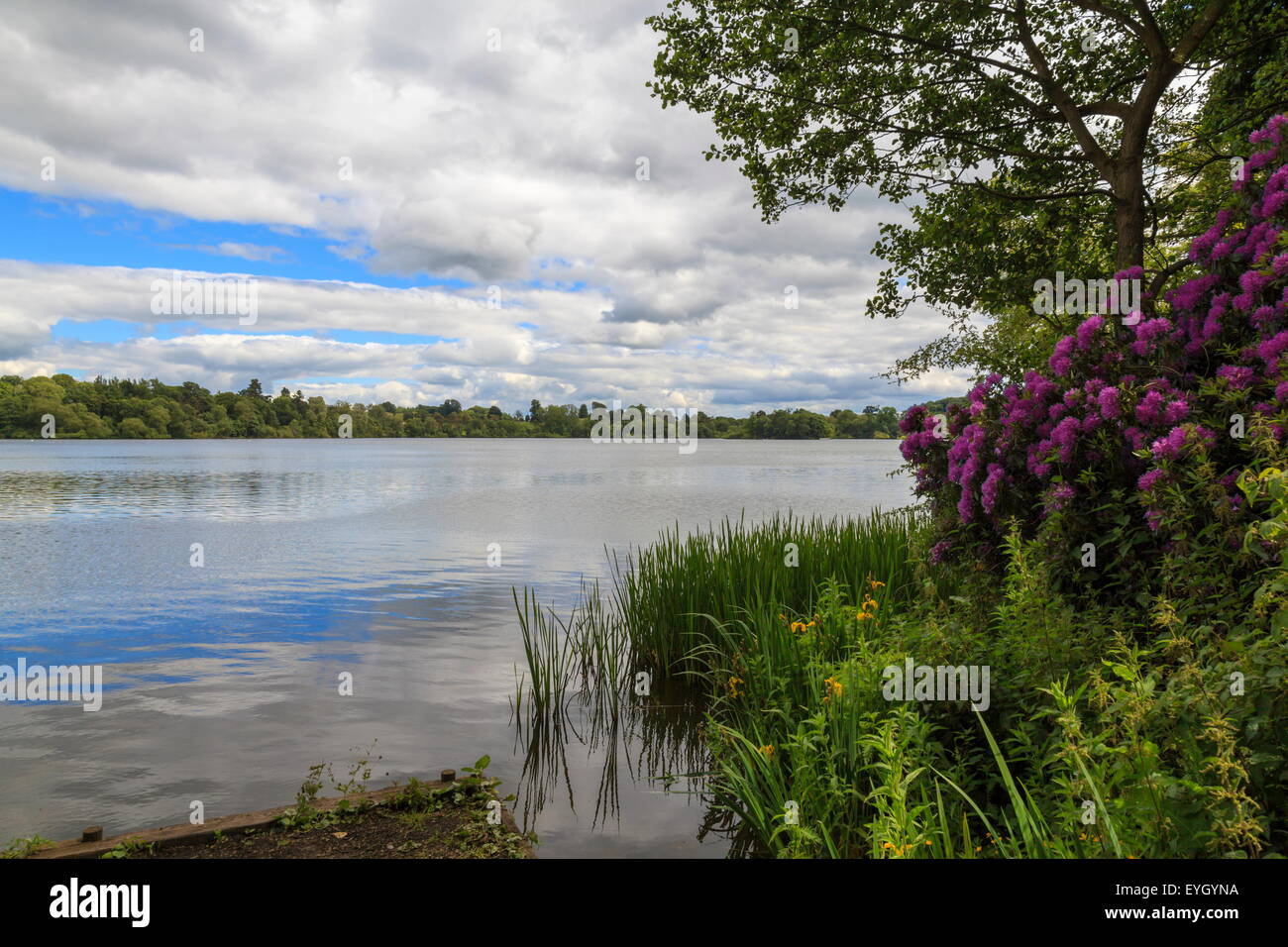 The Mere, Ellesmere, Shropshire Stock Photo - Alamy