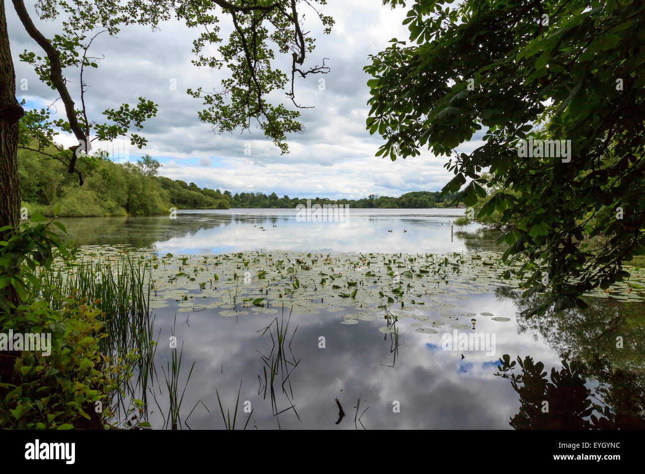 The Mere, Ellesmere, Shropshire Stock Photo - Alamy