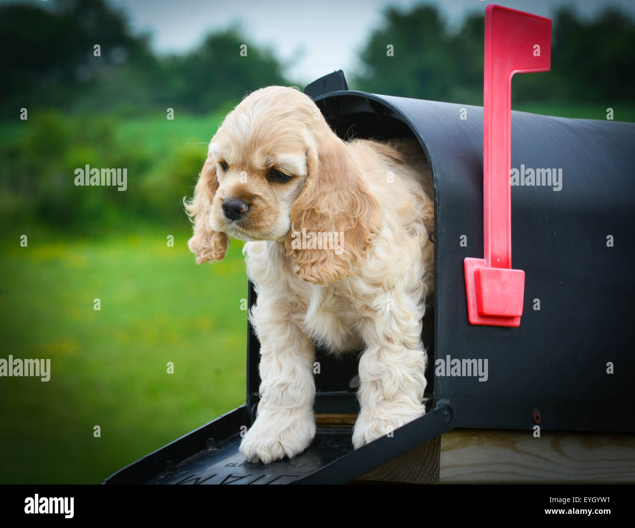 special delivery - cute puppy peeking out of a mailbox Stock Photo - Alamy
