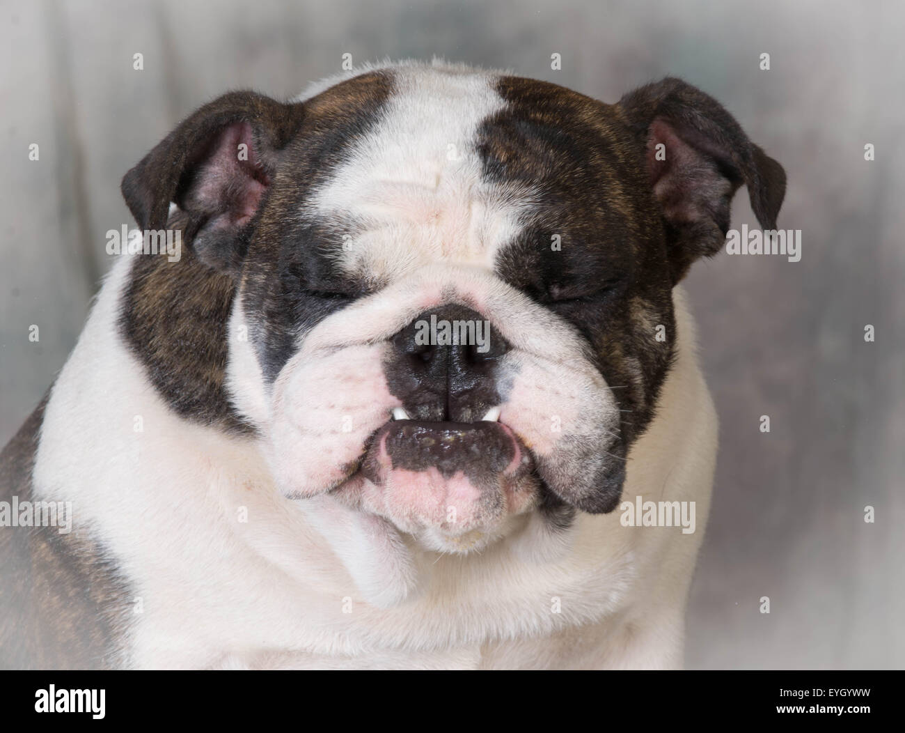 Silly looking dog hi-res stock photography and images - Alamy