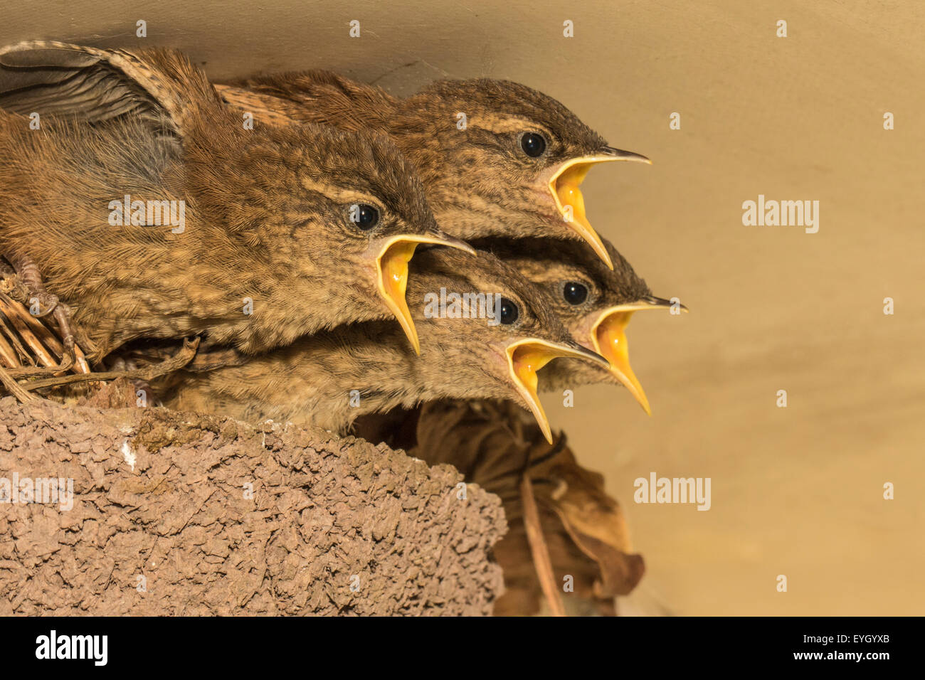 The wrens nest hi-res stock photography and images - Alamy