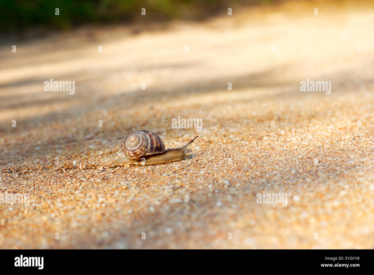 Snail crawling forward on top of shallow shells Stock Photo - Alamy