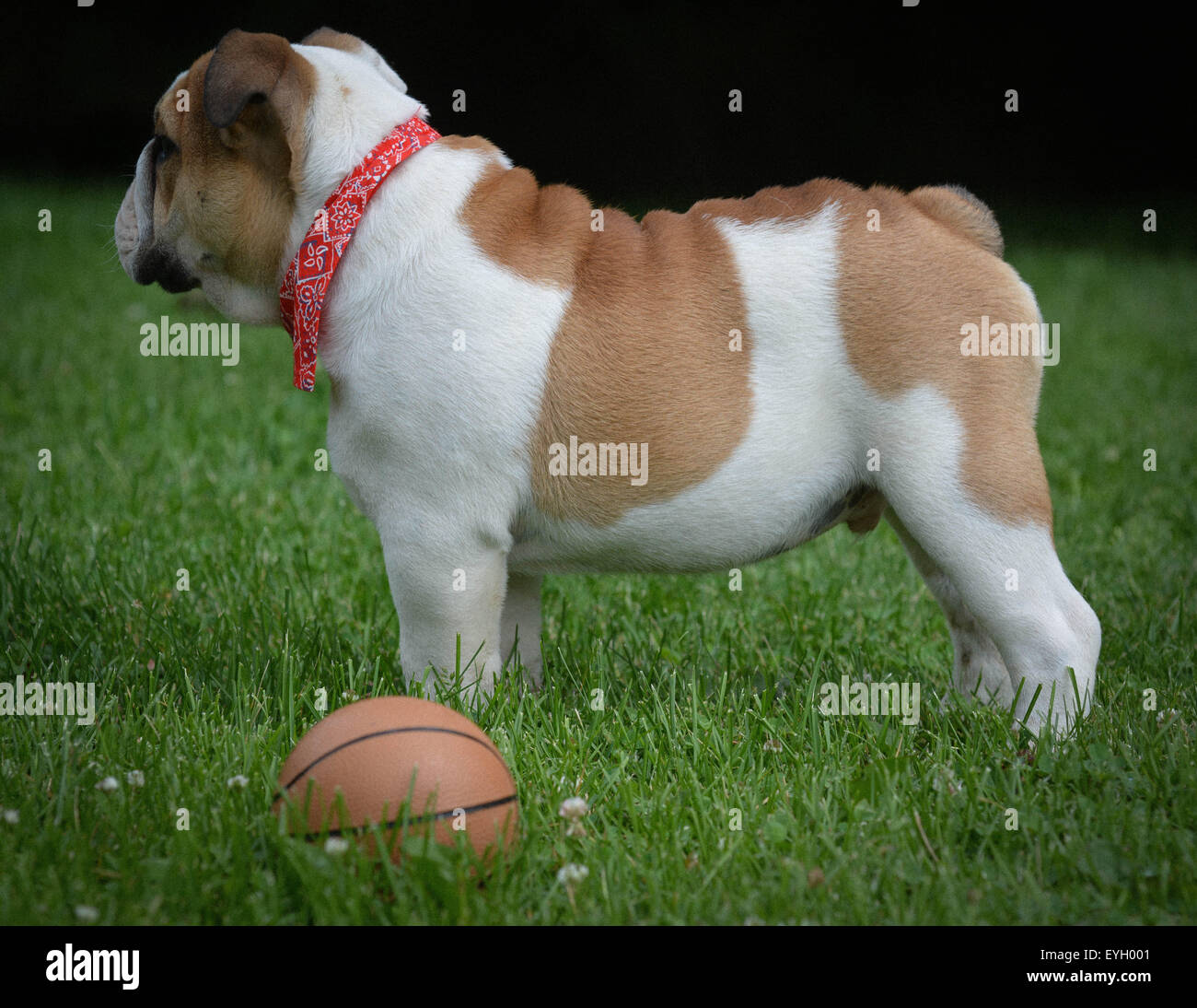 Bulldog playing fetch hi-res stock photography and images - Alamy