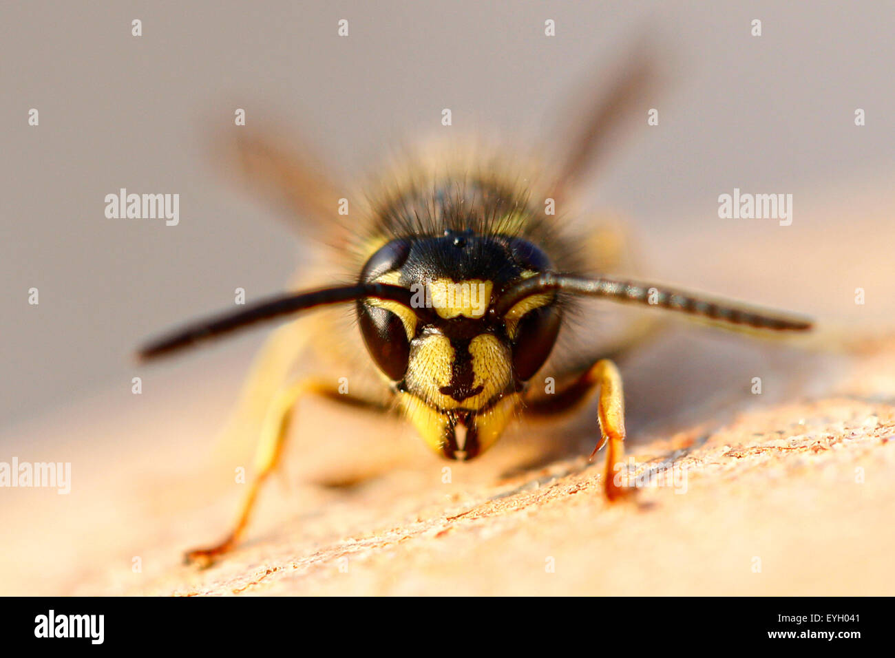 A head on close up shot of a common wasp, Vespula vulgaris. Its warming ...