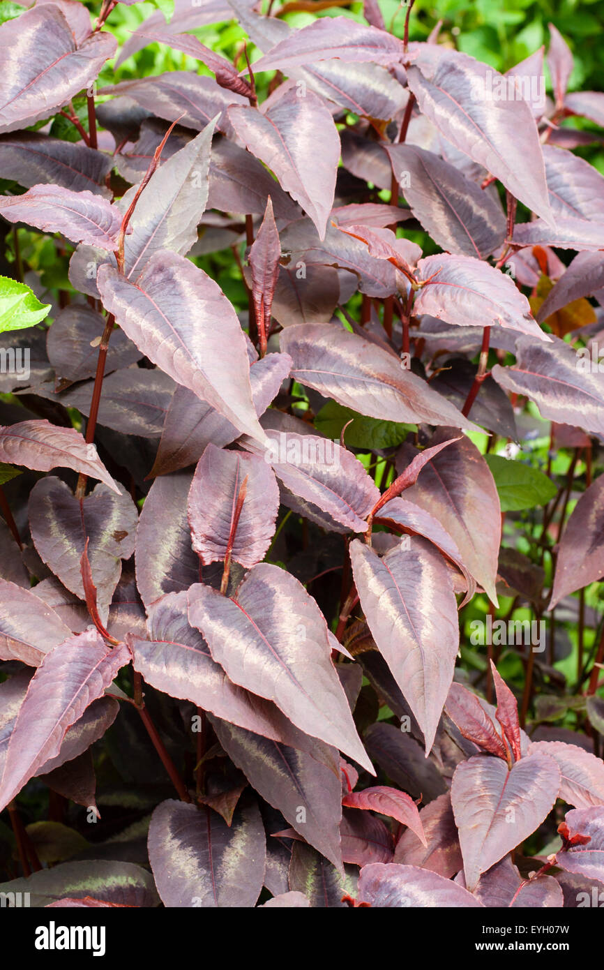 Decorative foliage of the perennial Persicaria microcephala 'Red Dragon ...