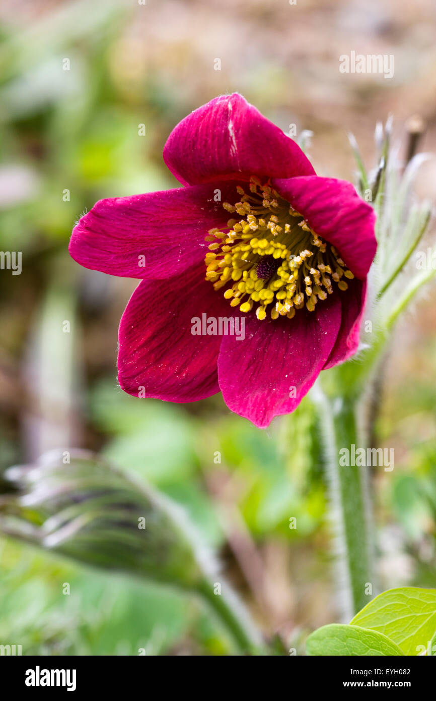 Red Flowers Of The Seed Raised Pasque Flower Pulsatilla Vulgaris