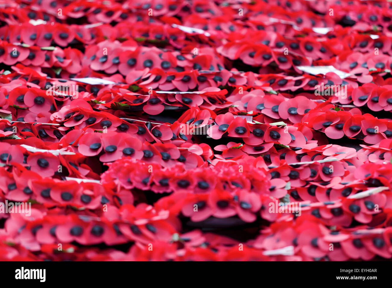 Poppies At Cenotaph On Remembrance Sunday; London, England, Uk Stock ...