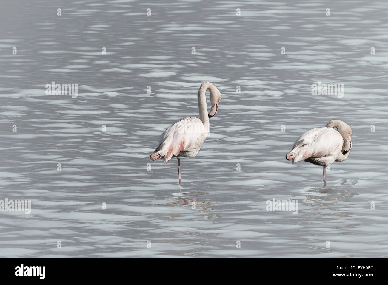 Two flamingos in a silver water background Stock Photo - Alamy