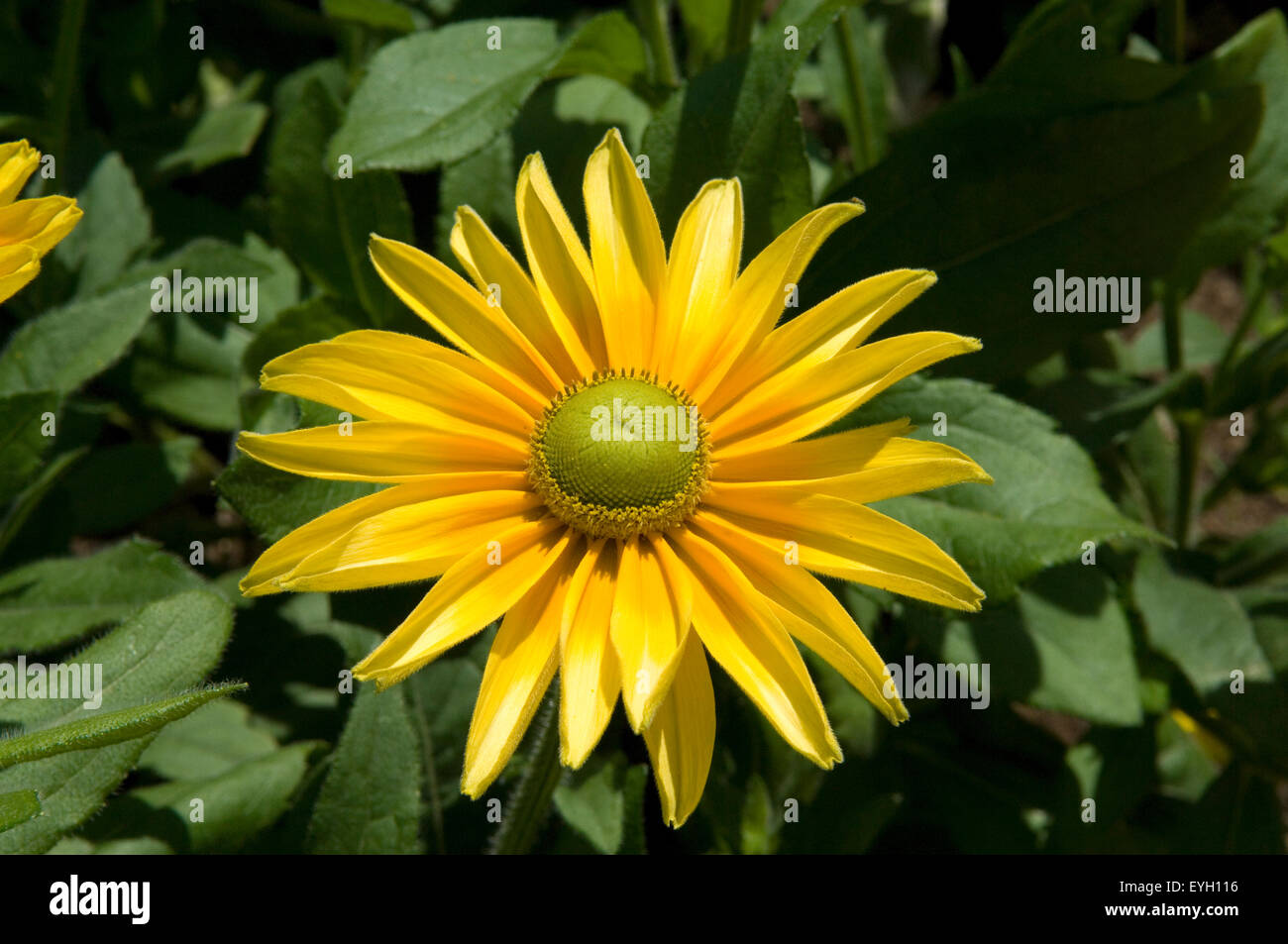 Perennials prairie hi-res stock photography and images - Alamy