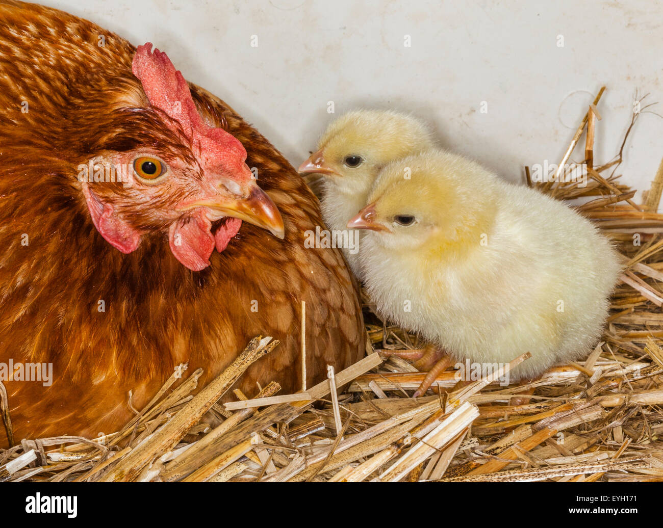 Mother hen and chicks hi-res stock photography and images - Alamy