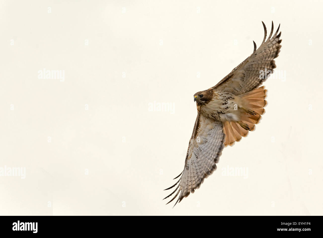 Red-tailed Hawk banks in flight Stock Photo - Alamy