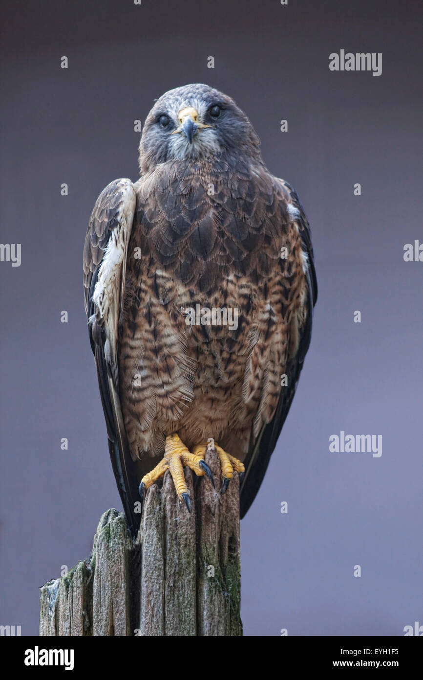 Front vertical view of a Swainsons Hawk Stock Photo - Alamy