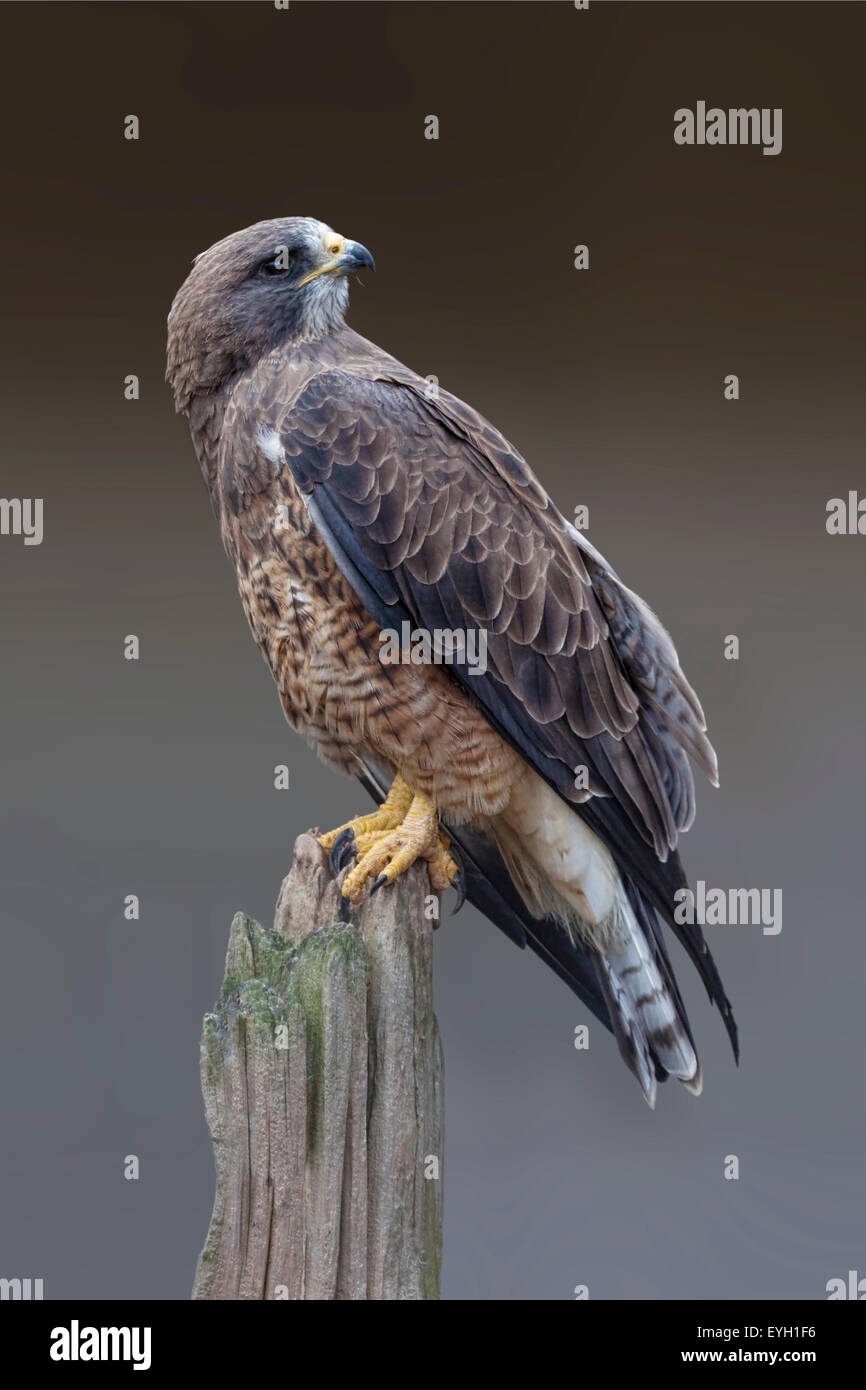 Side vertical view of a Swainsons Hawk Stock Photo - Alamy