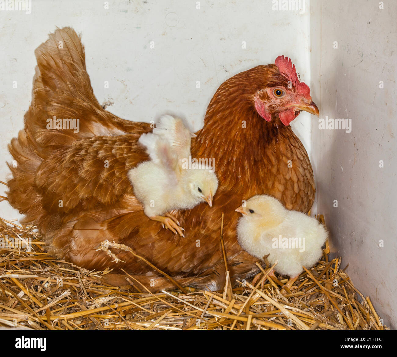 Mother hen and chicks hi-res stock photography and images - Alamy