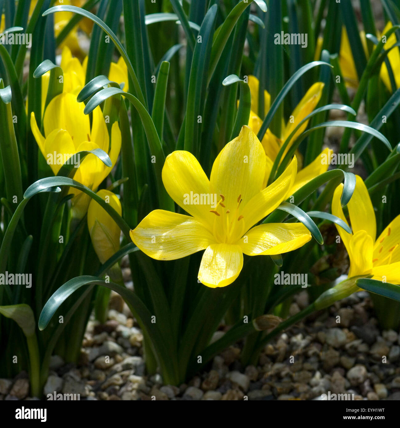 Sternbergia lutea hi-res stock photography and images - Alamy