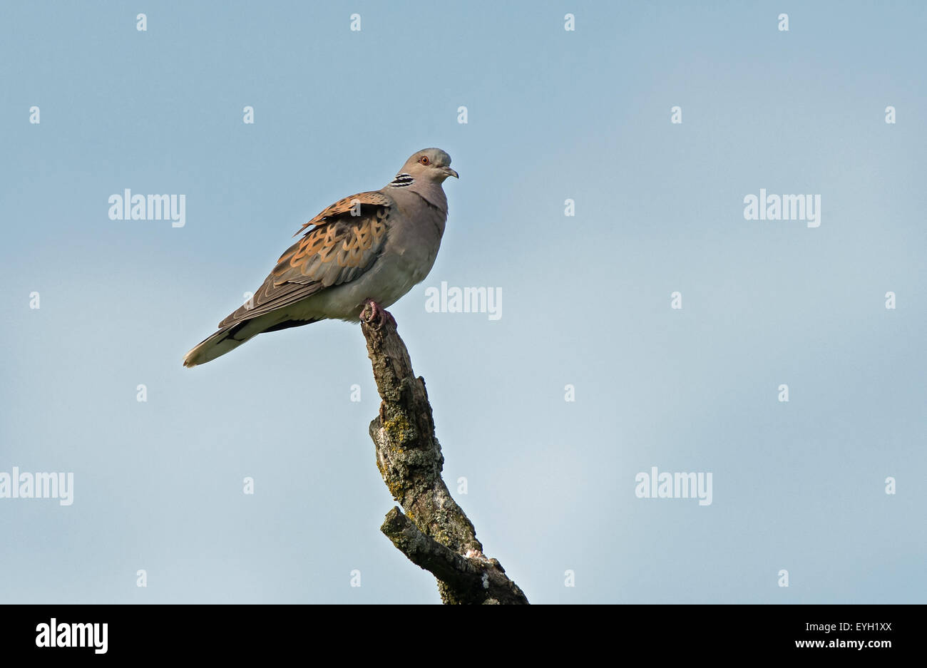 Turtle doves hi-res stock photography and images - Alamy