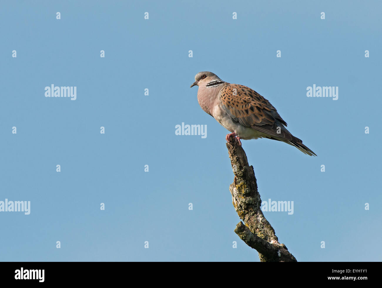 Red turtle doves hi-res stock photography and images - Alamy