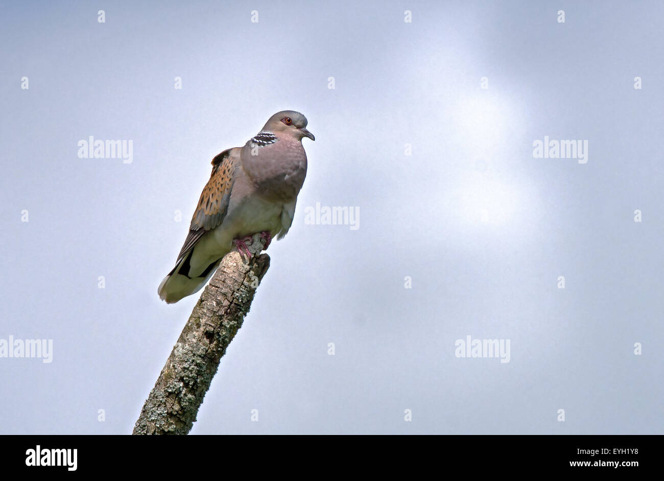 Turtle Dove-Streptopelia turtur. Summer, Uk Stock Photo - Alamy