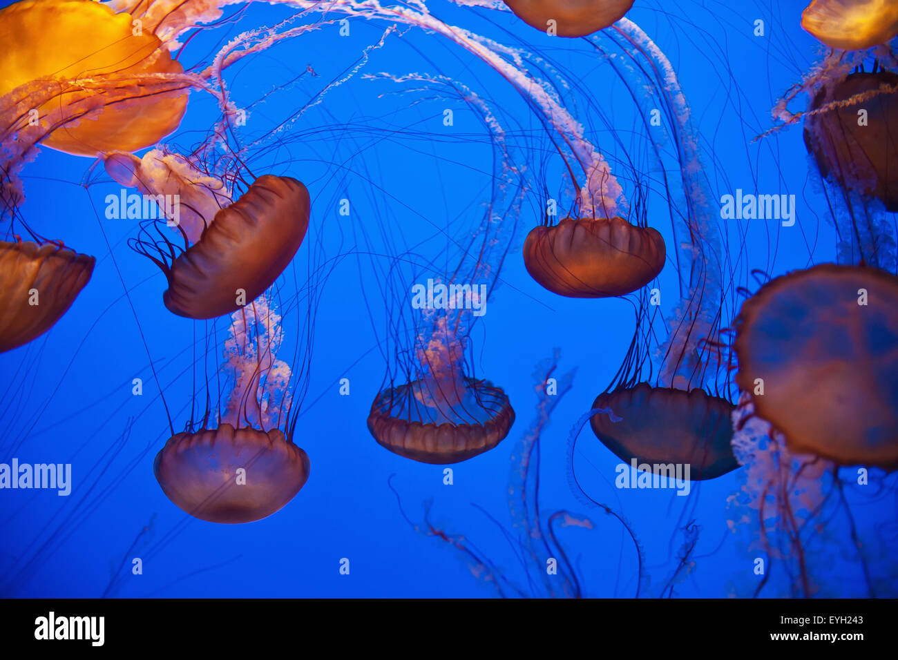 Jellyfish group people hi-res stock photography and images - Alamy