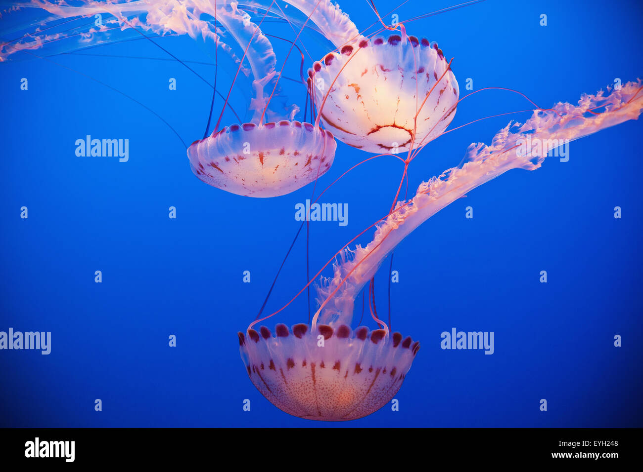 Jellyfish In Aquarium; California, Usa Stock Photo - Alamy