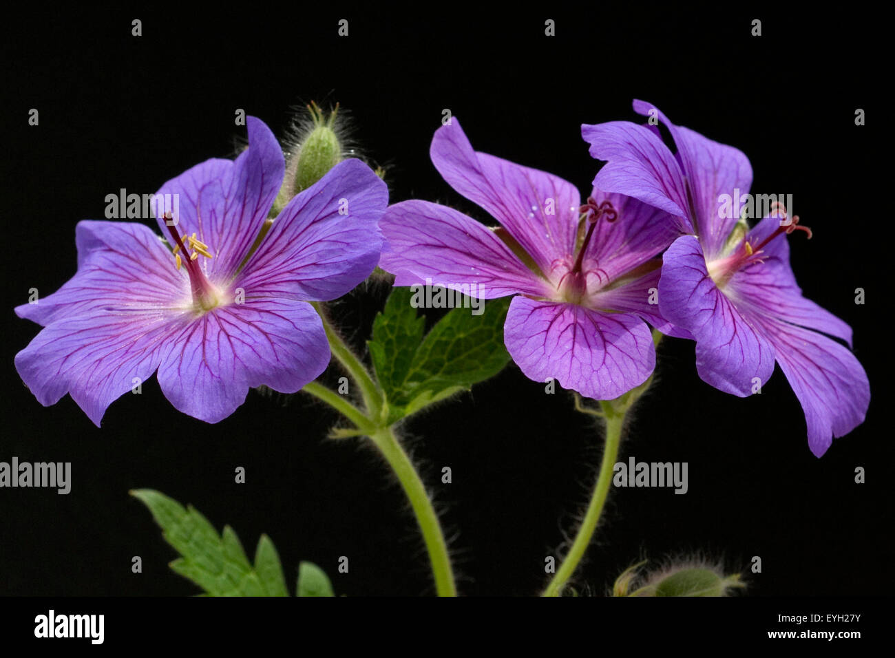 Geranium magnificum hi-res stock photography and images - Alamy