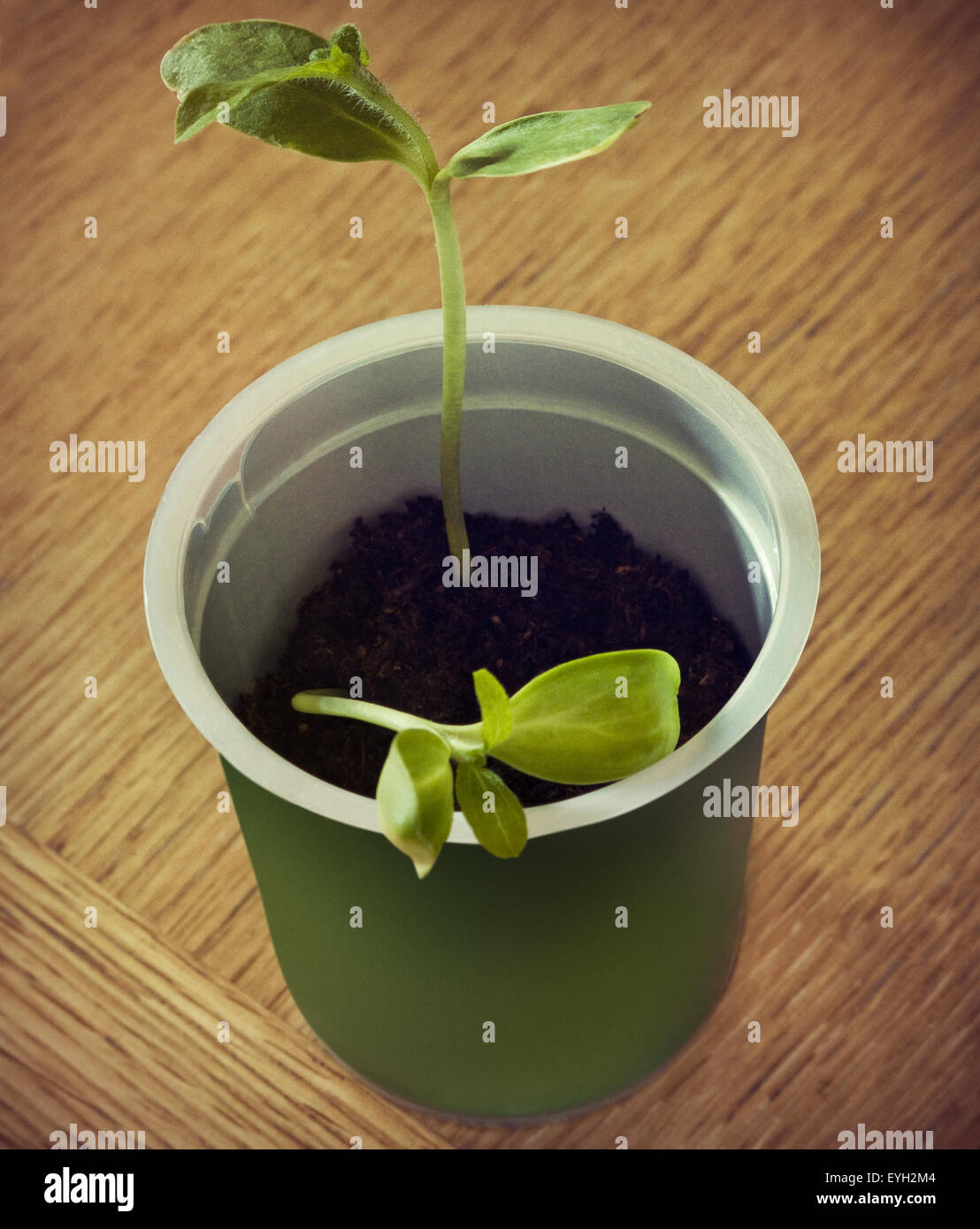 Sunflowers seedlings hi-res stock photography and images - Alamy