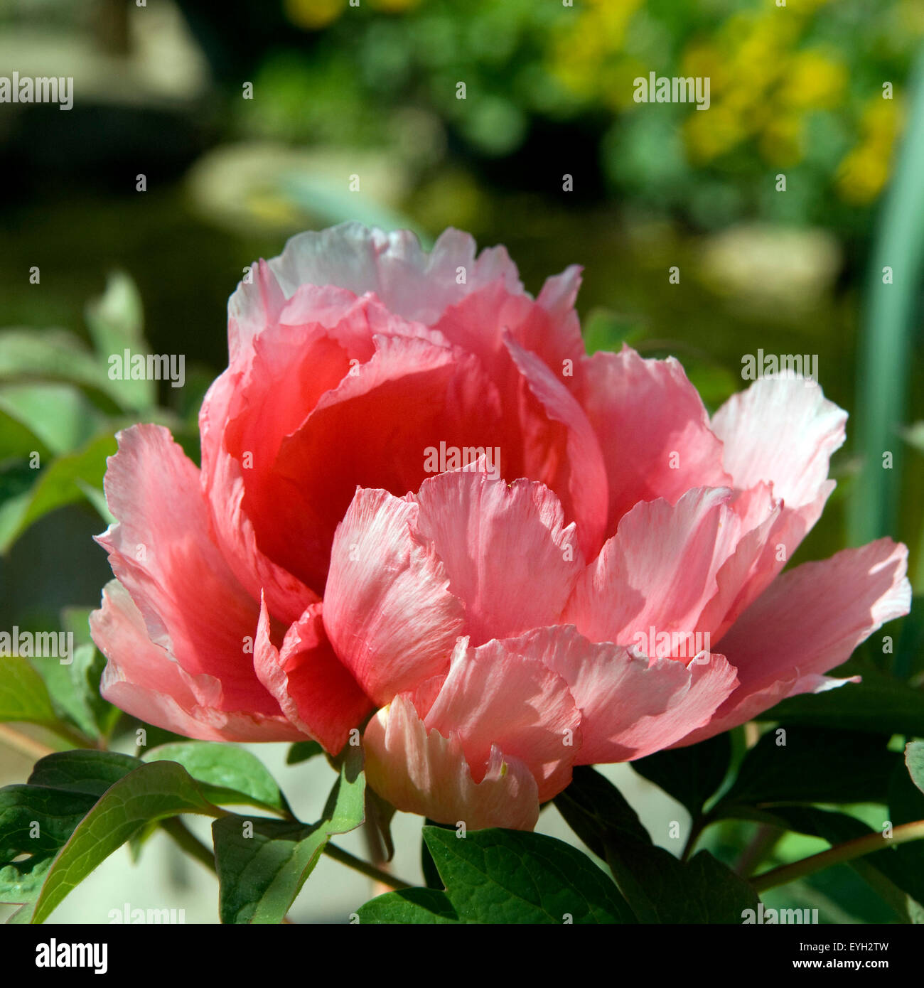Pfingstrosen hi-res stock photography and images - Alamy