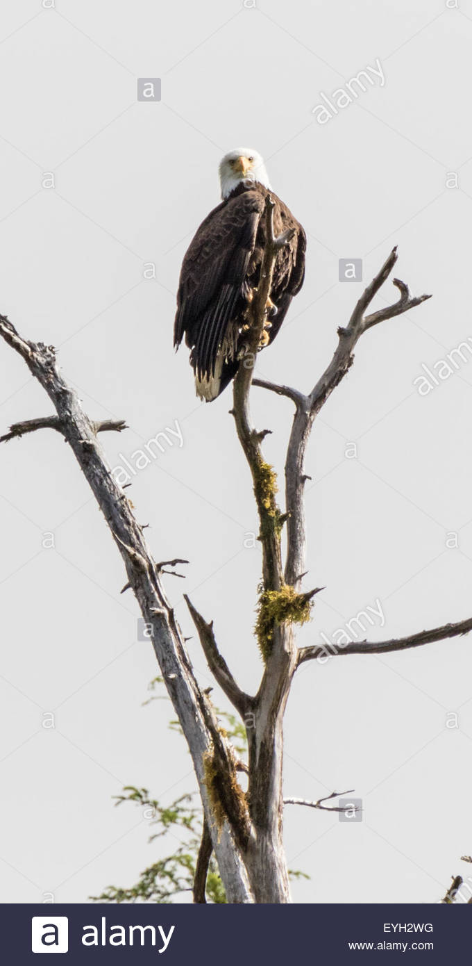 Dead Eagle High Resolution Stock Photography and Images - Alamy