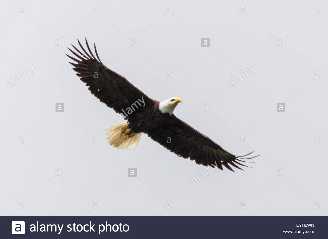 Soaring Bald Eagle High Resolution Stock Photography and Images - Alamy