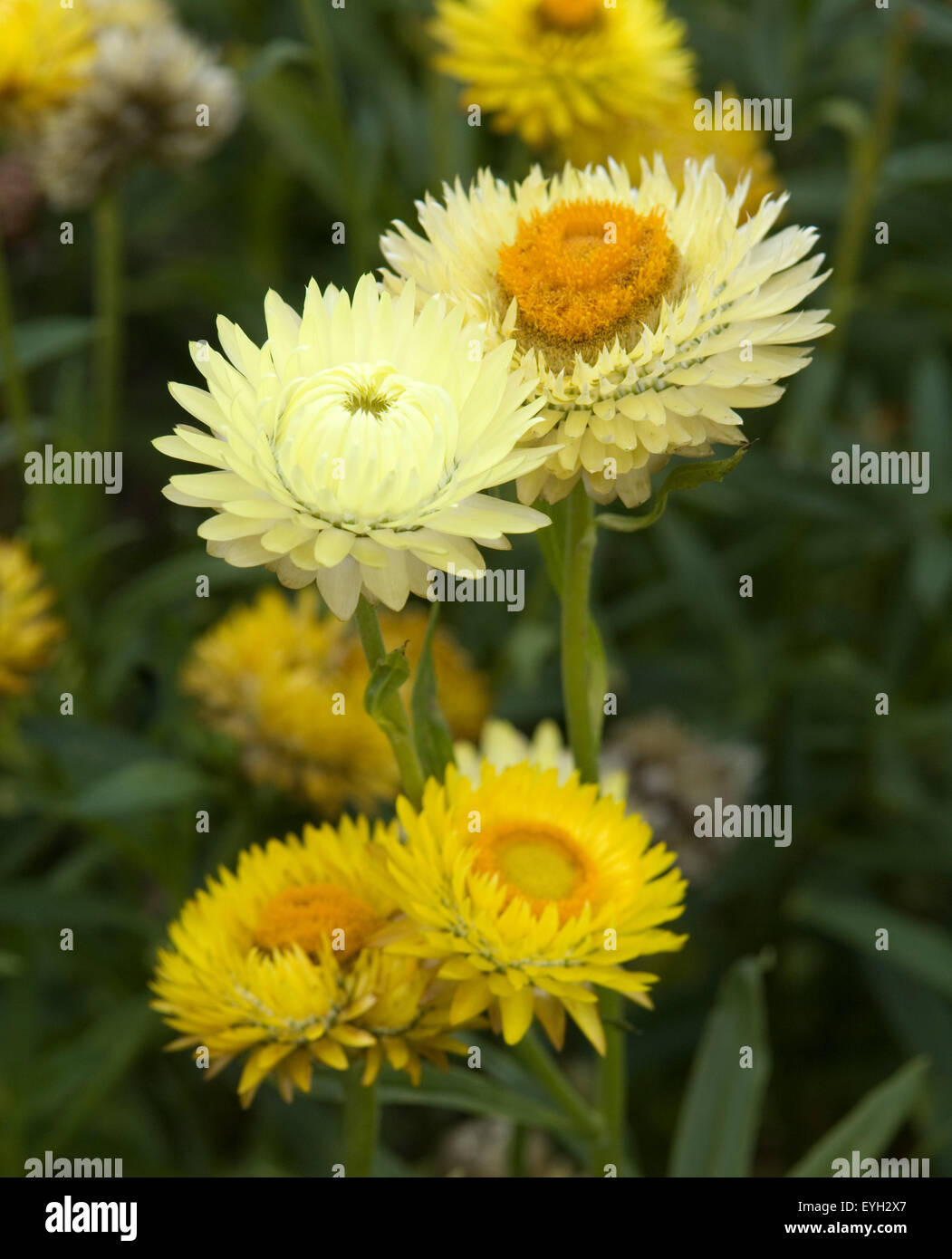 Strohblume, Helichrysum bracteatum Stock Photo - Alamy