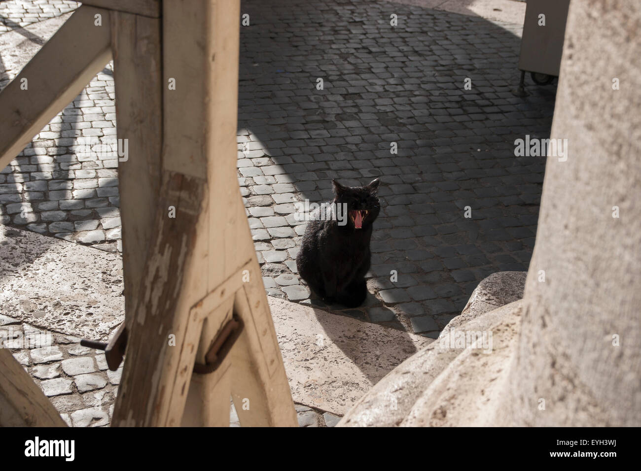 Cat St. Peter's Square Vatican Rome Stock Photo - Alamy